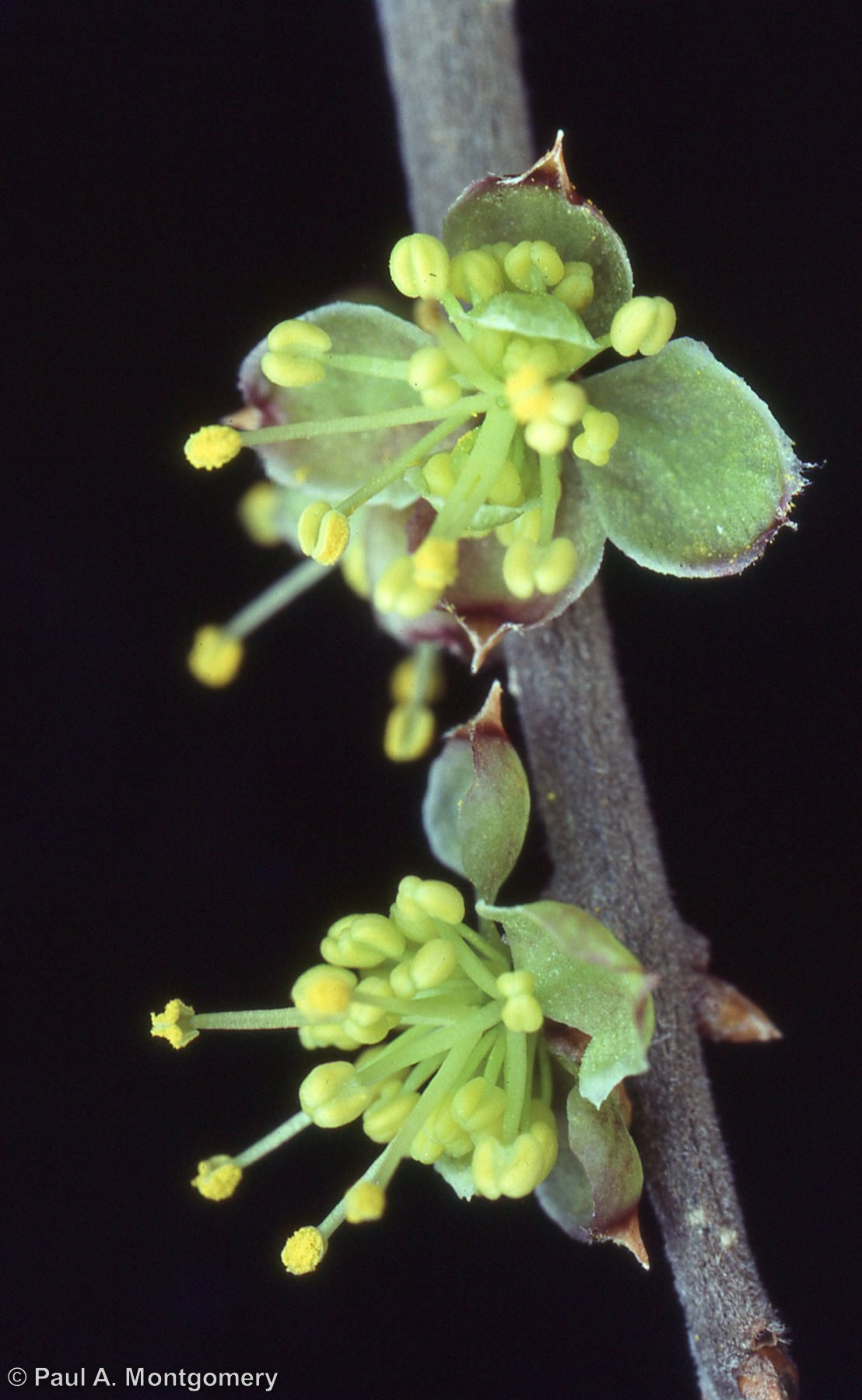 Forestiera pubescens - Native Plant Society of Texas