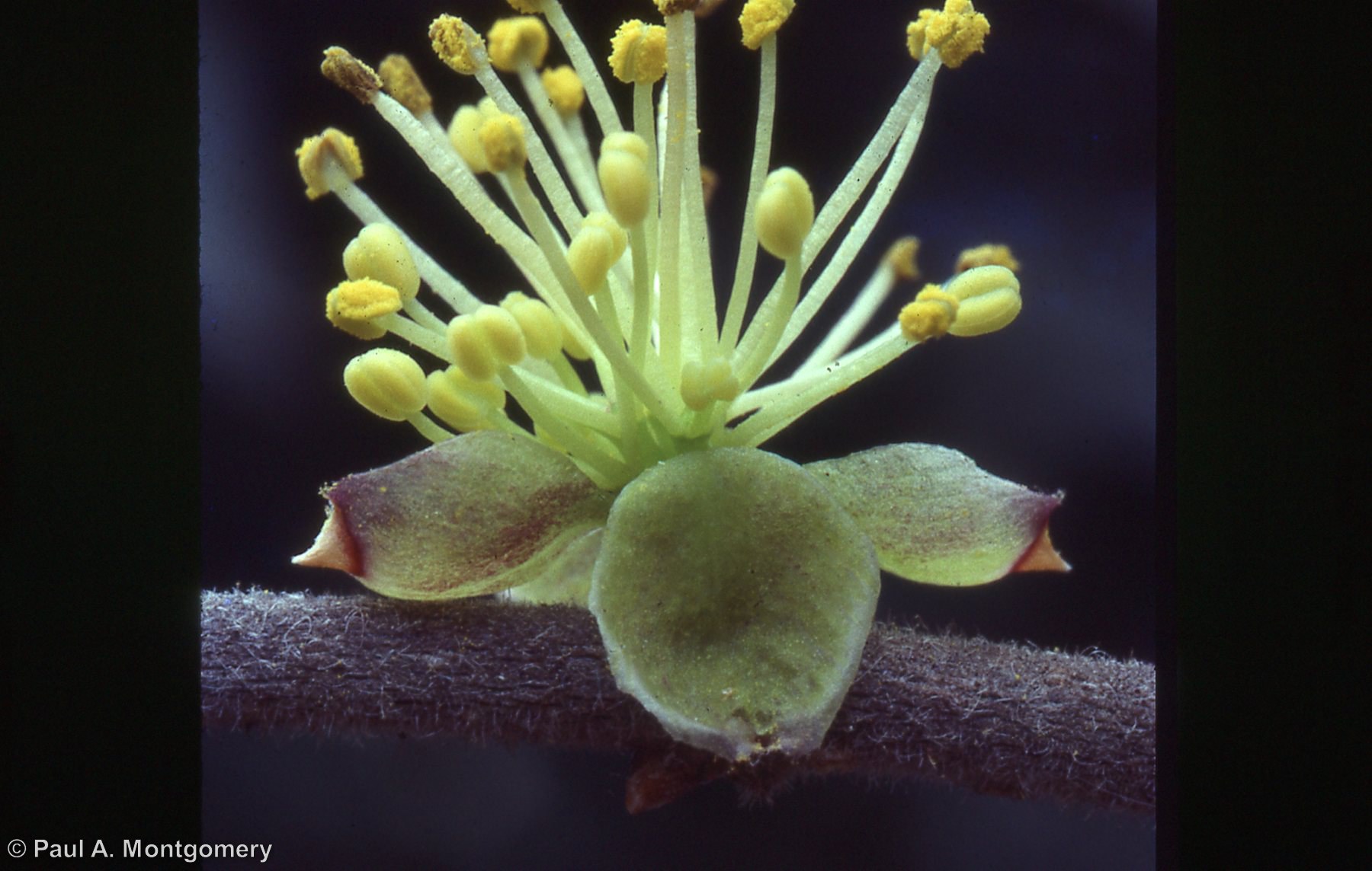 Forestiera pubescens - Native Plant Society of Texas