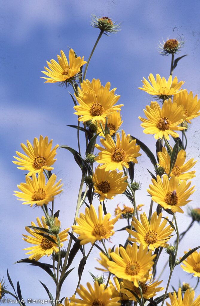 Get Maximum Impact with Maximilian Sunflowers - Native Plant Society of ...