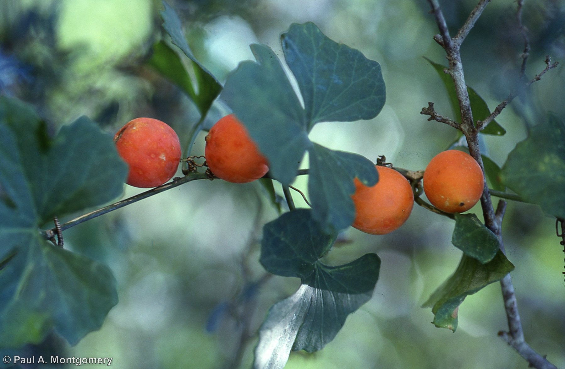 Ibervillea lindheimeri - Native Plant Society of Texas