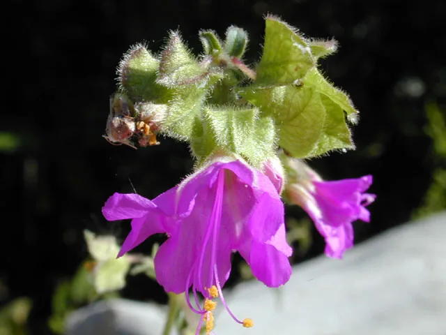 Mirabilis albida - Native Plant Society of Texas