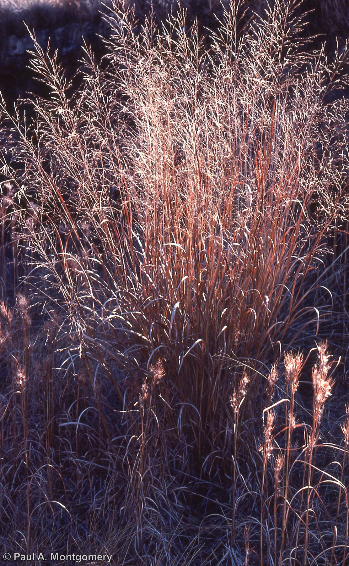 Panicum virgatum - Native Plant Society of Texas