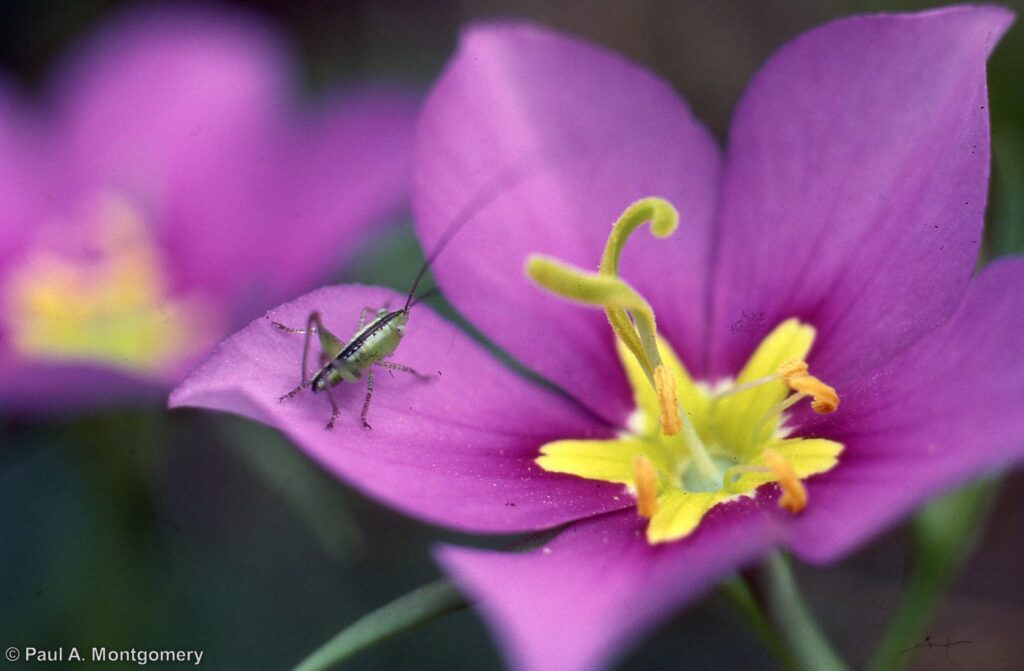 Sabatia campestris - Native Plant Society of Texas