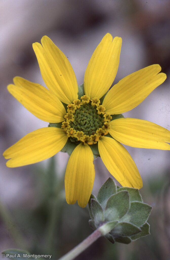 Berlandiera lyrata - Native Plant Society of Texas