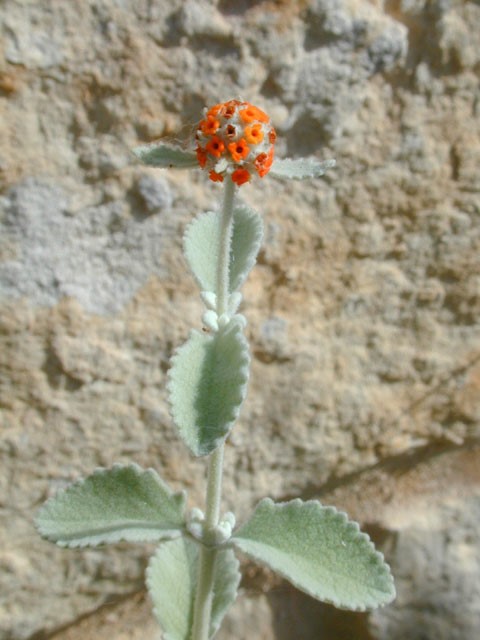 Buddleja marrubiifolia - Native Plant Society of Texas