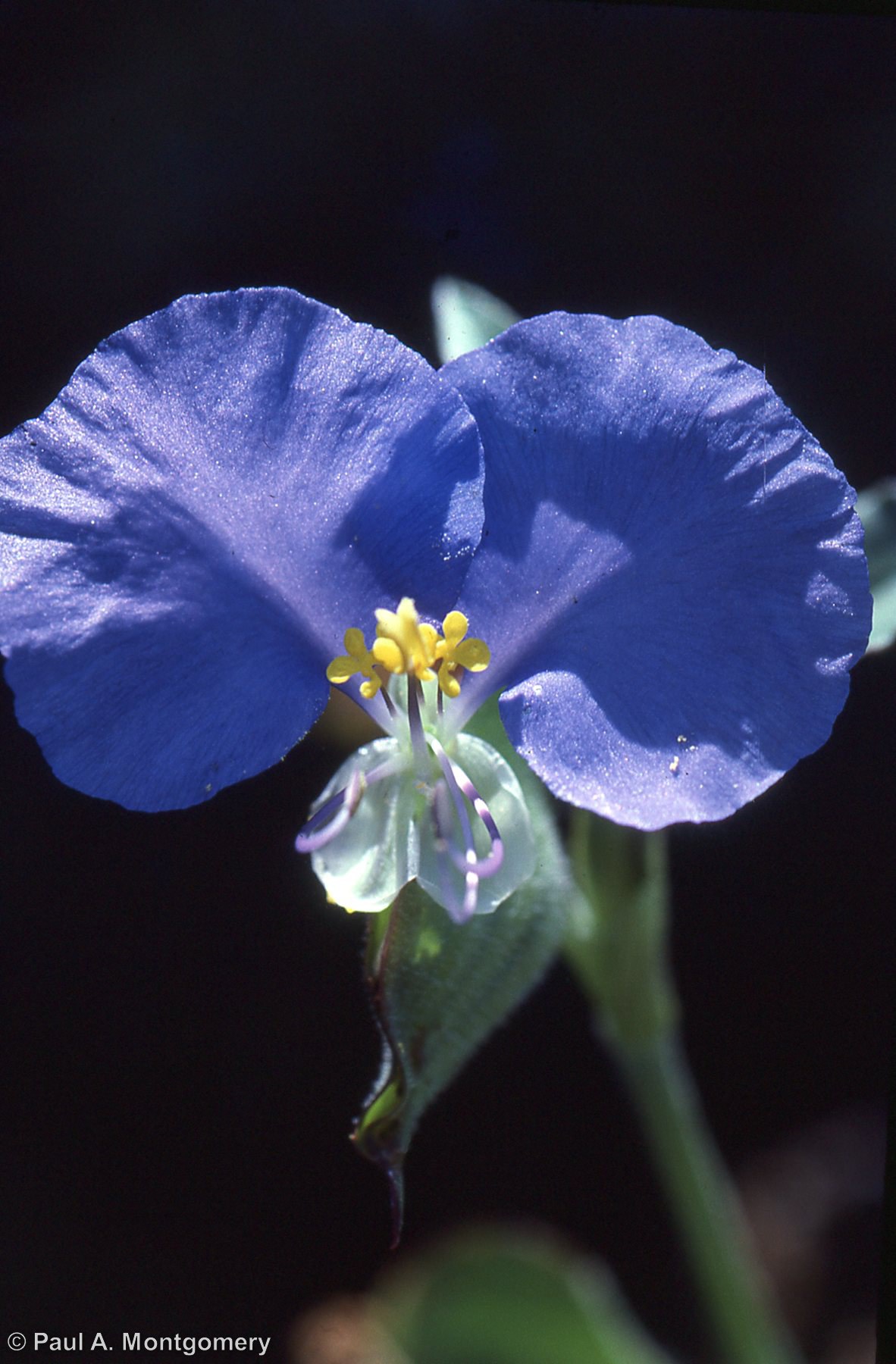 Commelina erecta - Native Plant Society of Texas