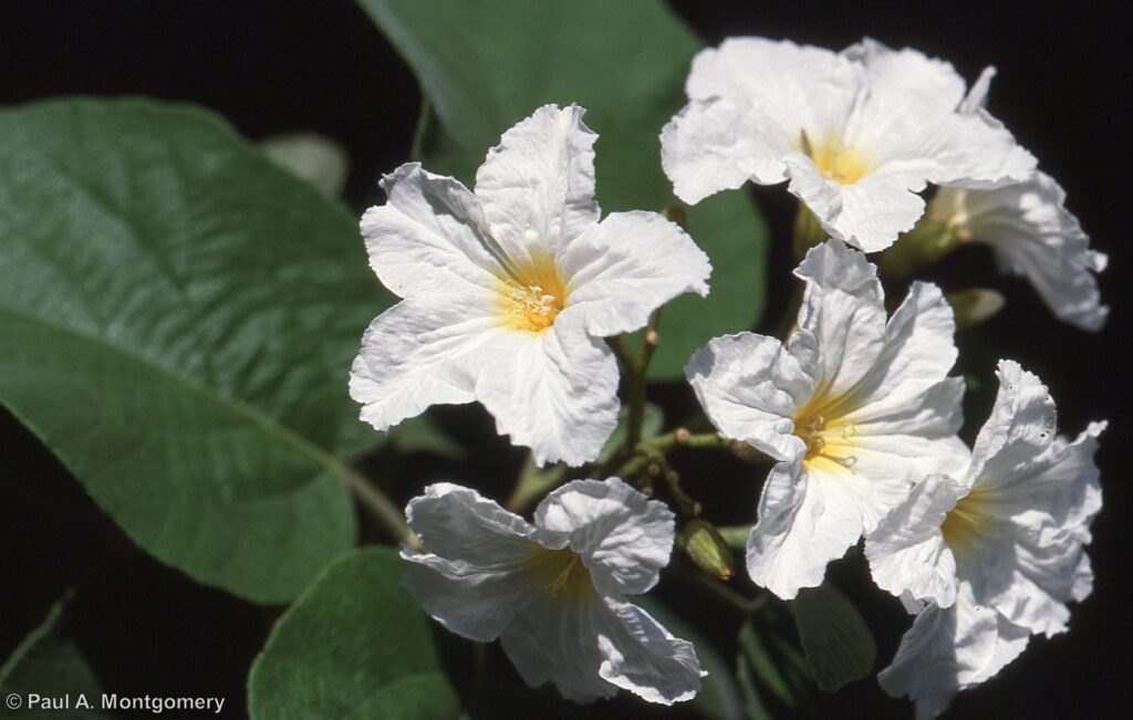 Cordia boissieri - Native Plant Society of Texas