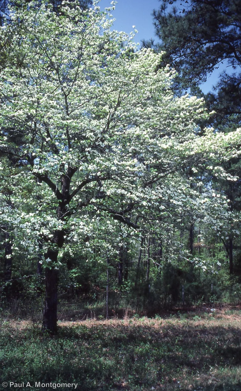 Cornus florida - Native Plant Society of Texas