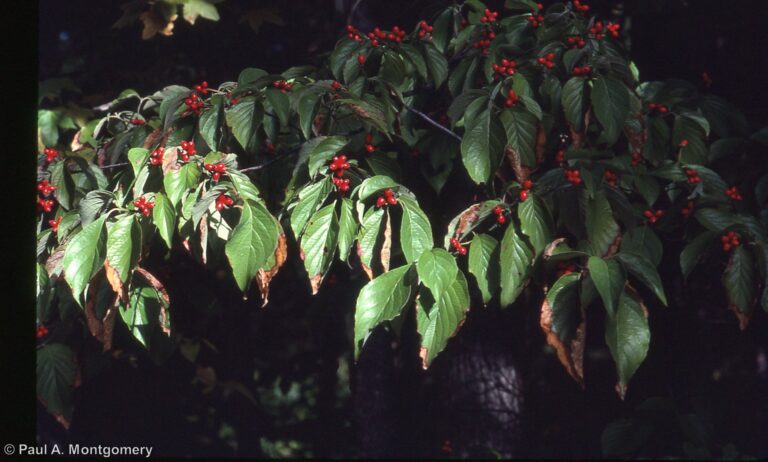 Cornus florida - Native Plant Society of Texas