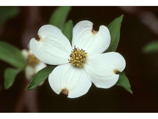 Cornus florida - Native Plant Society of Texas
