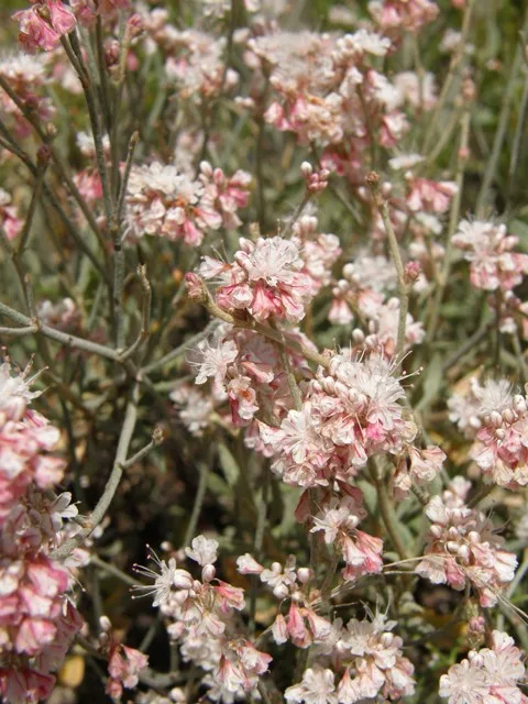 Eriogonum wrightii - Native Plant Society of Texas