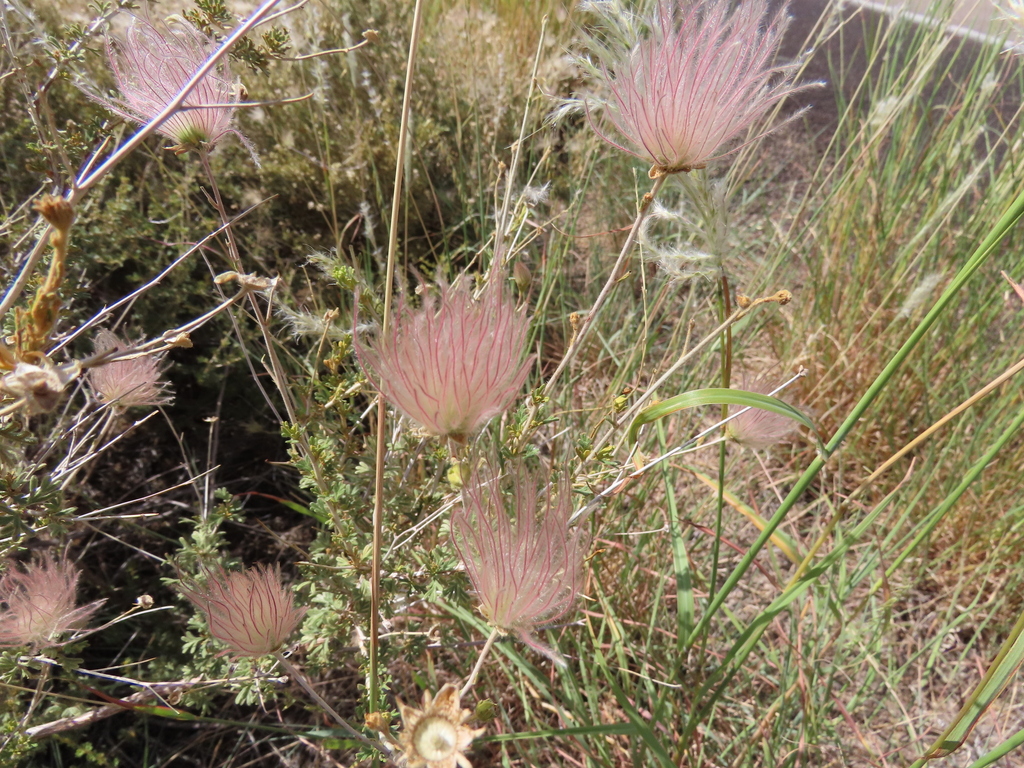 Fallugia paradoxa - Native Plant Society of Texas