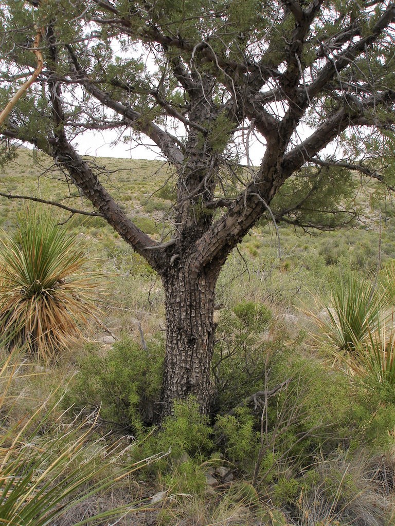 Juniperus deppeana - Native Plant Society of Texas