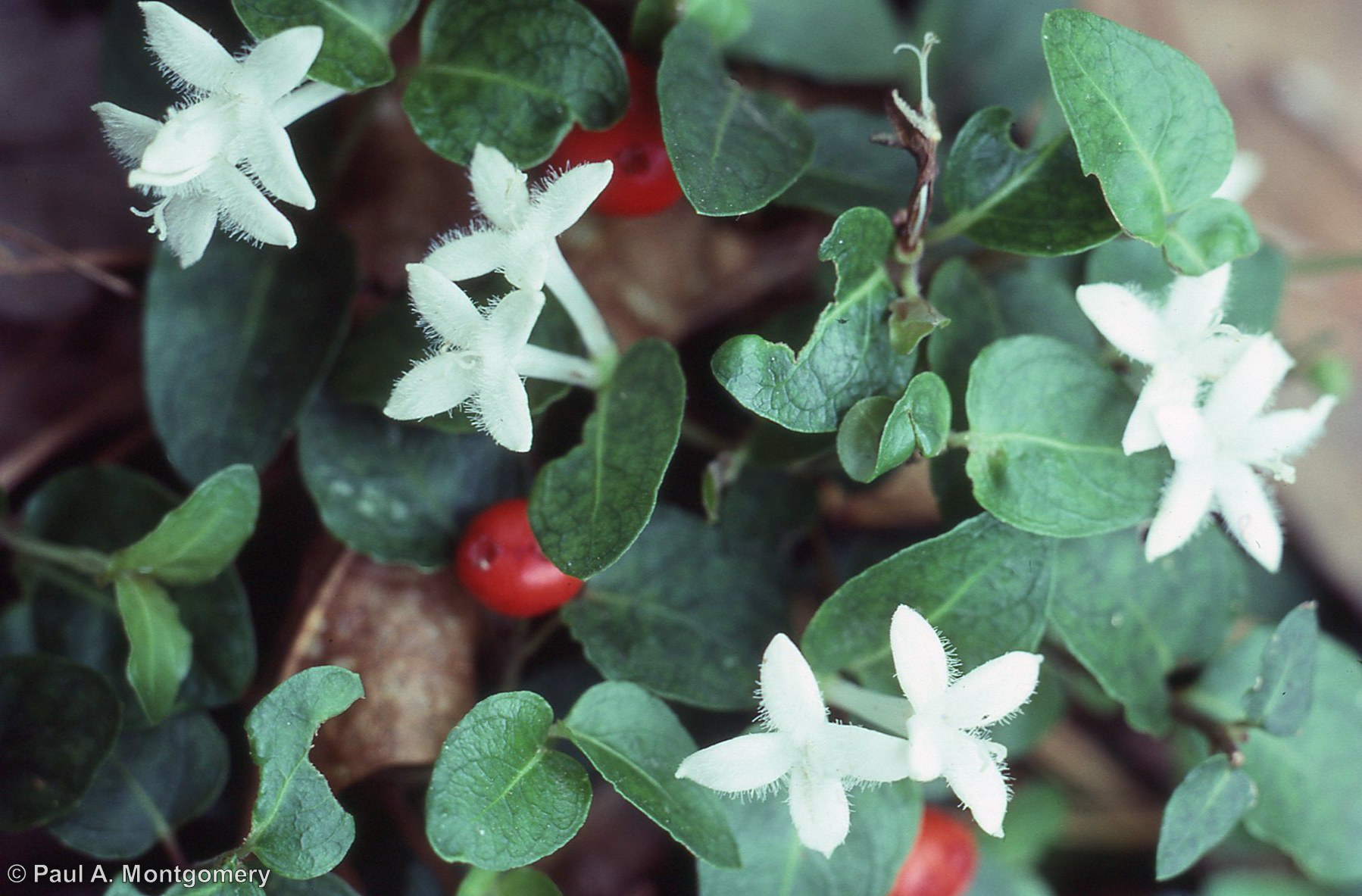 Mitchella repens - Native Plant Society of Texas