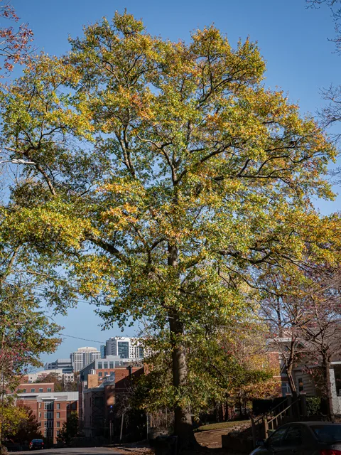 Quercus nigra - Native Plant Society of Texas