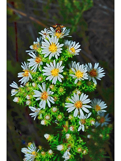 Symphyotrichum ericoides - Native Plant Society of Texas