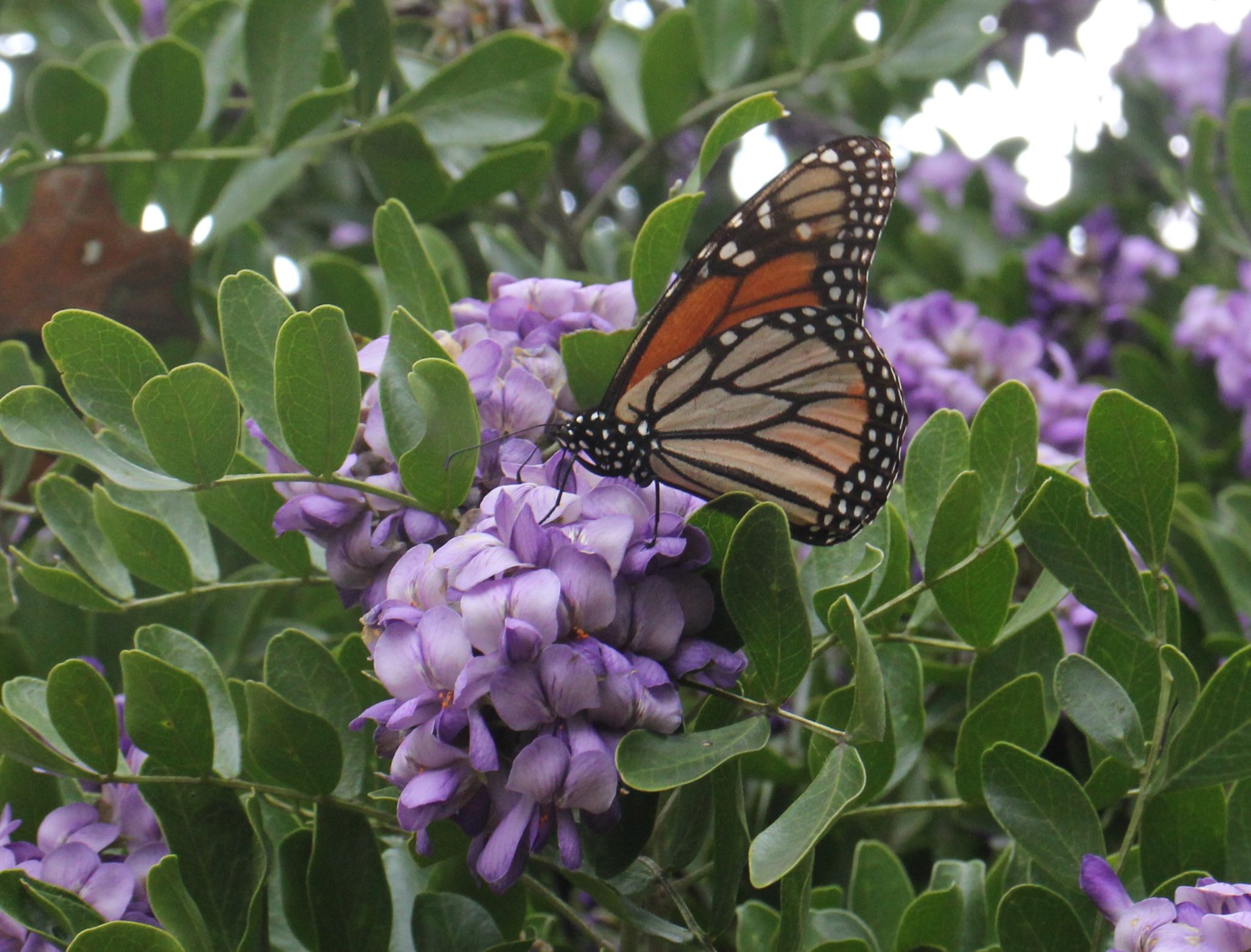 Calendar - Native Plant Society of Texas