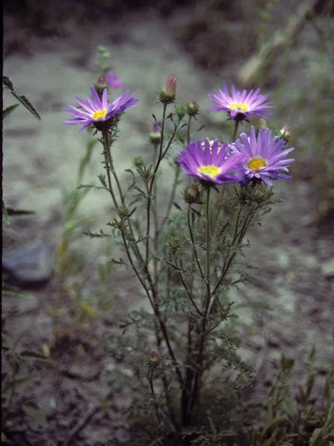 Machaeranthera tanacetifolia - Native Plant Society of Texas