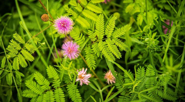 Native Plant Sites in North Texas - Native Plant Society of Texas