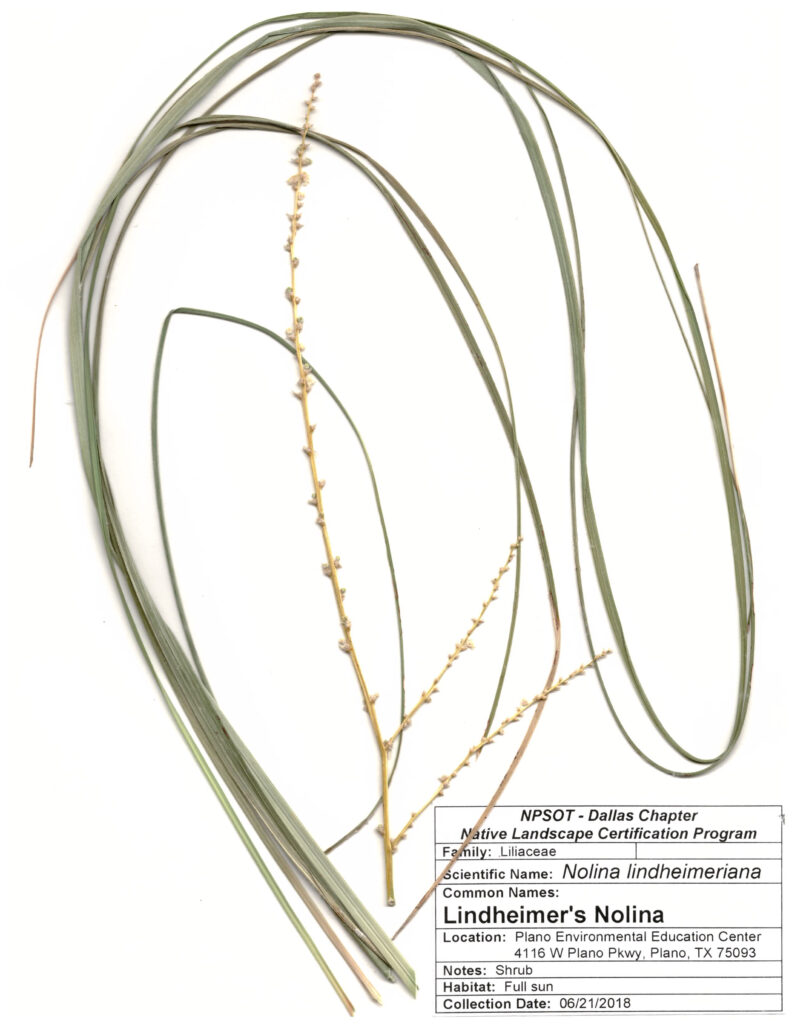 Top 8 Reasons Why the Herbarium is Important to Native Plants - Native ...