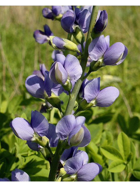 Blackland’s Beautiful Beans - Native Plant Society of Texas