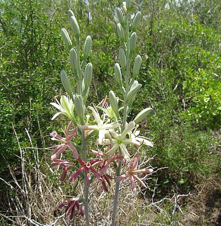 Manfreda maculosa - Native Plant Society of Texas