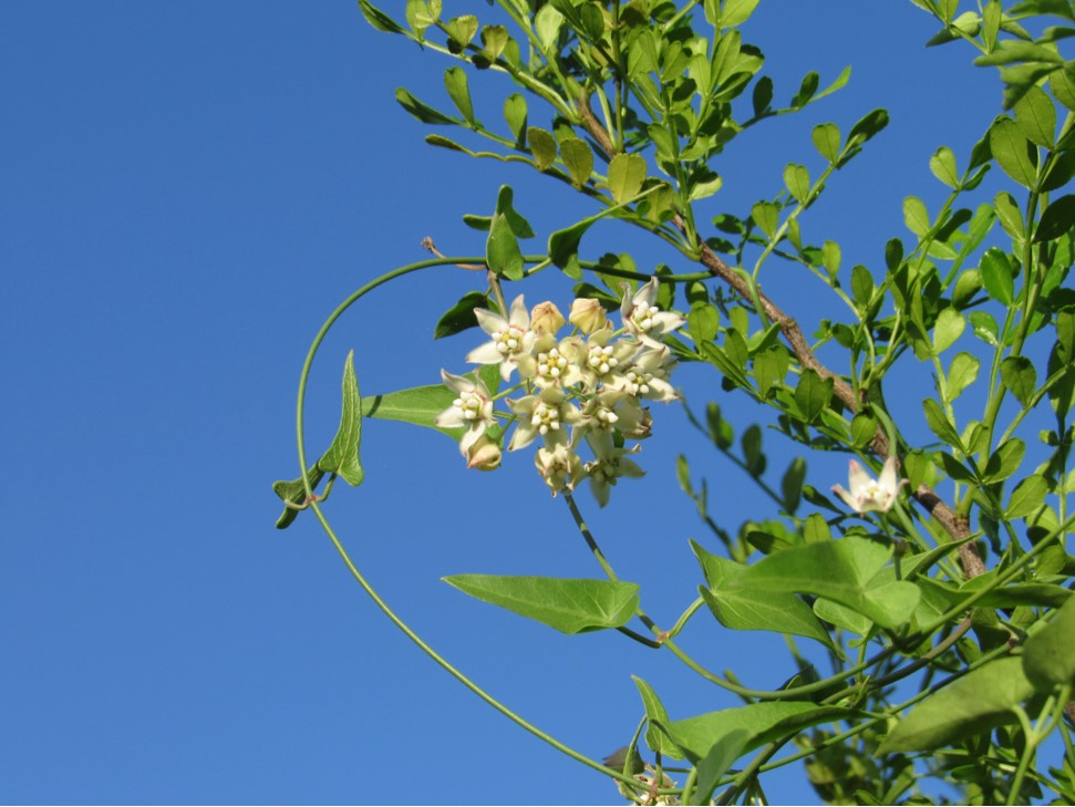 Funastrum cynanchoides - Native Plant Society of Texas