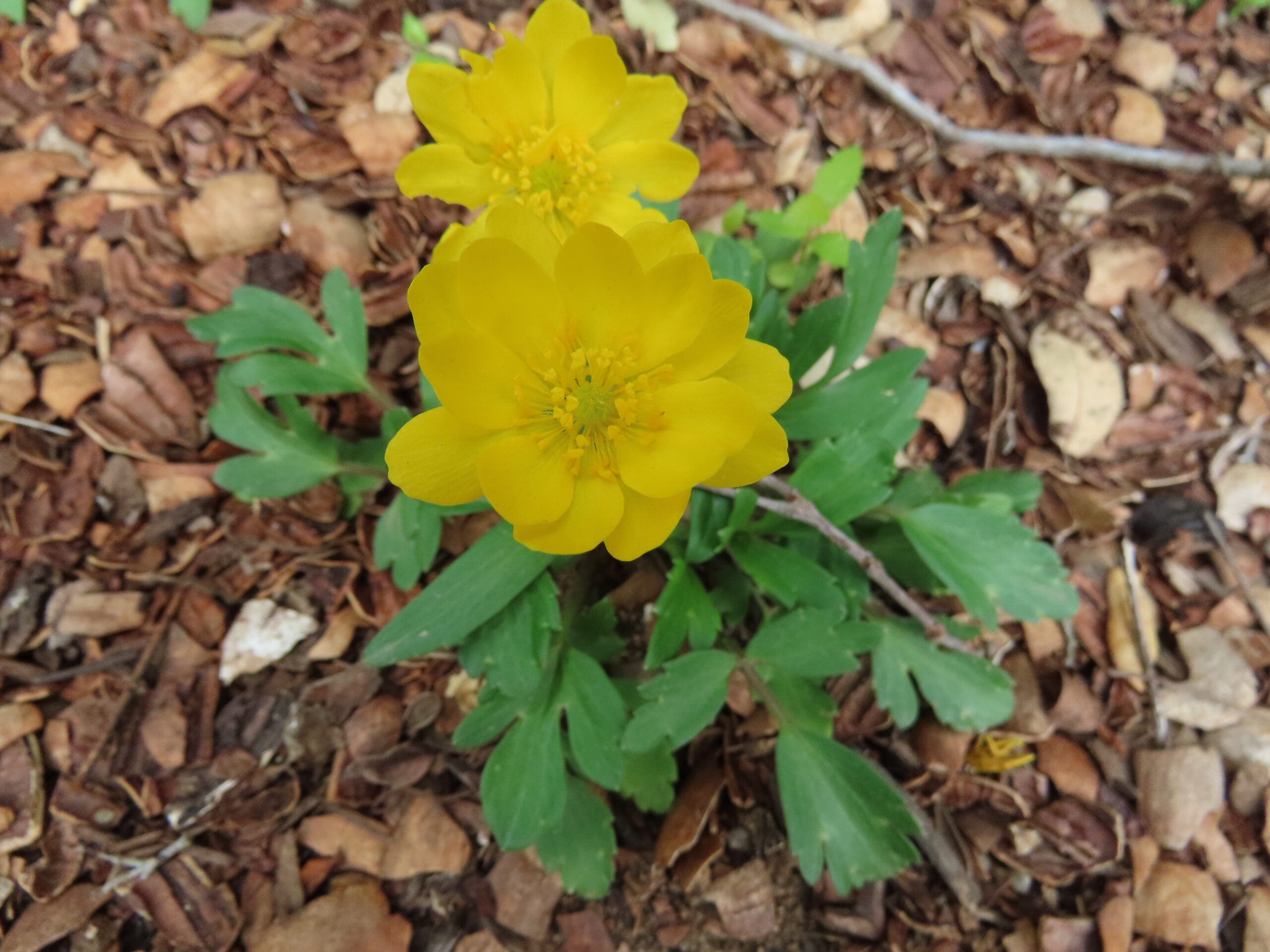 Ranunculus macranthus - Native Plant Society of Texas