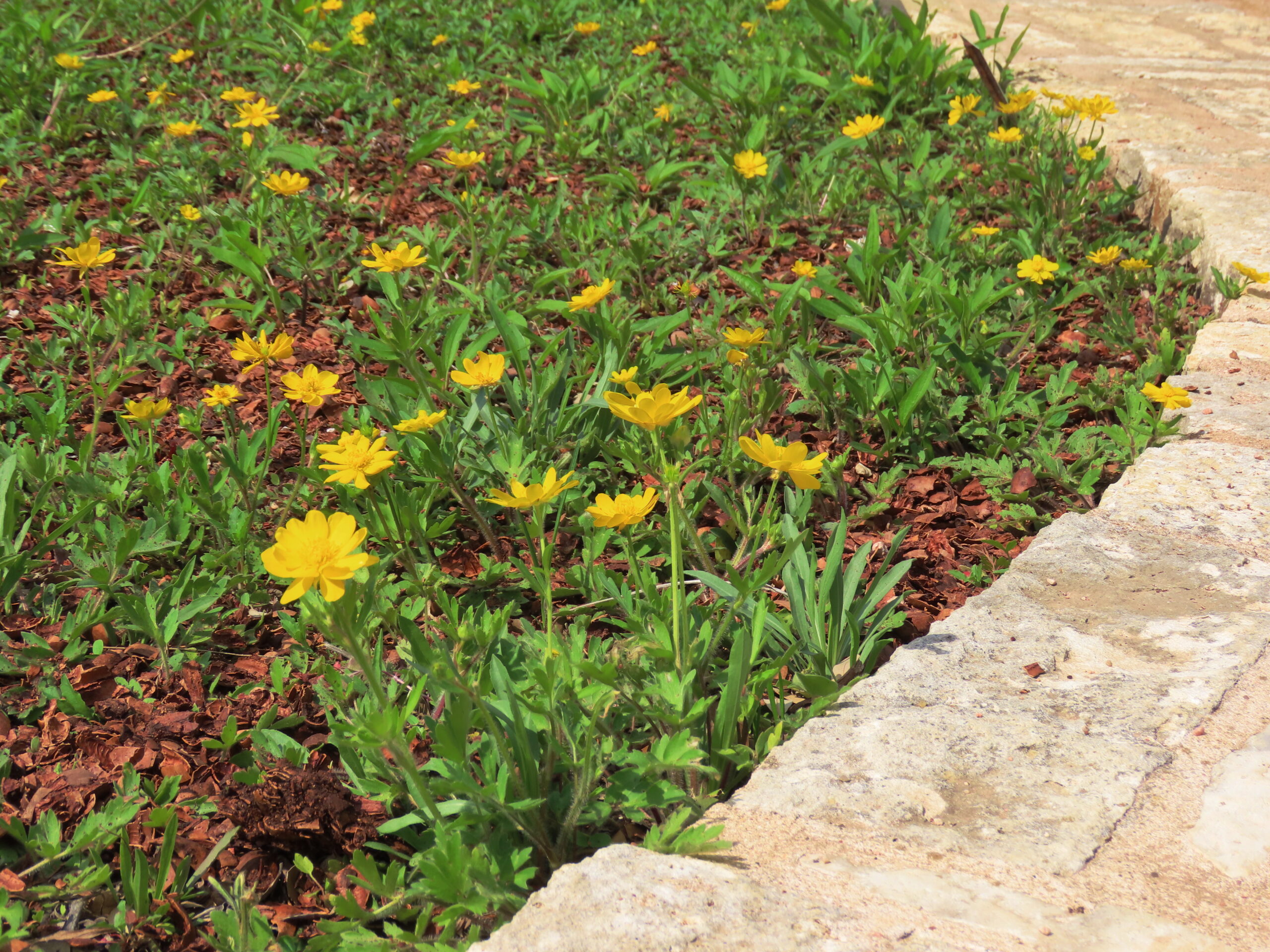 Ranunculus macranthus - Native Plant Society of Texas