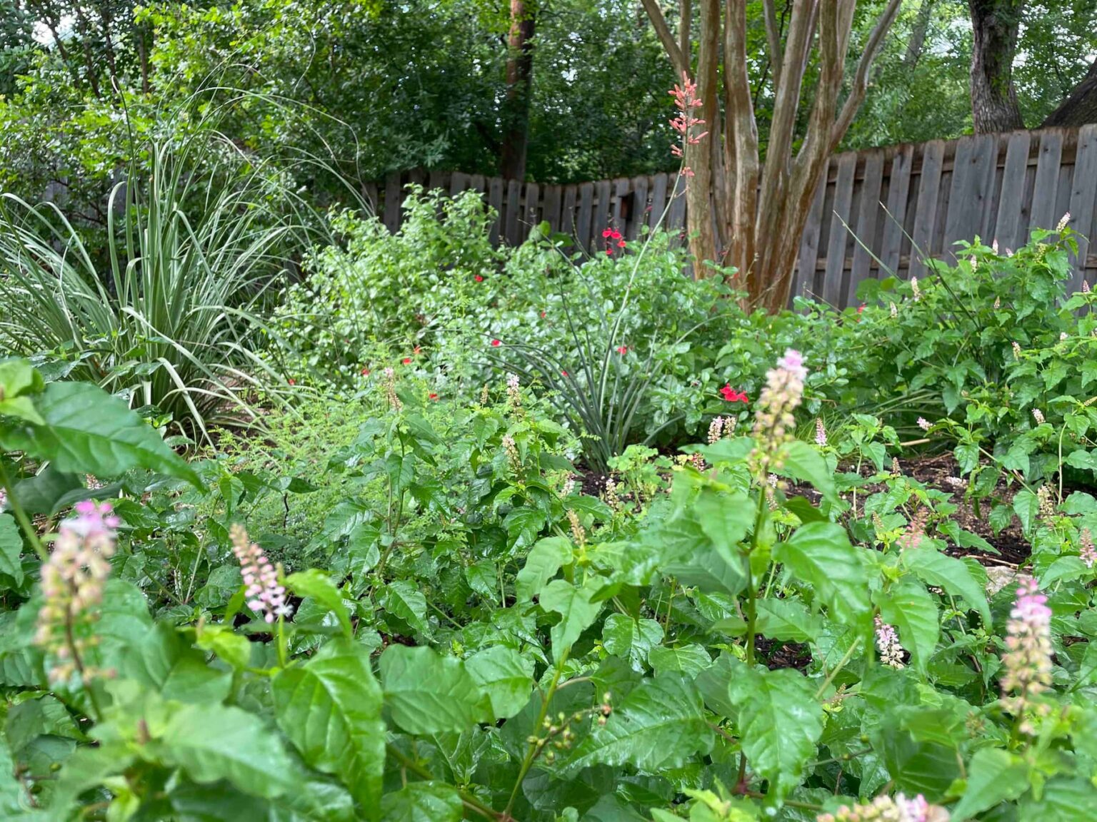 Welcome to the San Antonio Chapter (NPSOT-SA) - Native Plant Society of ...