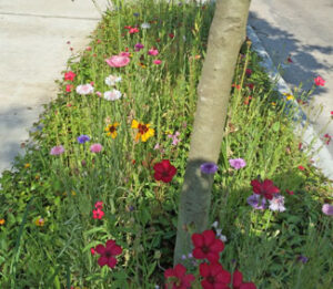 Go Native! - Native Plant Society of Texas