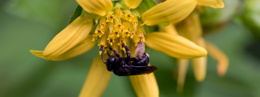 Clear Lake - Native Plant Society of Texas