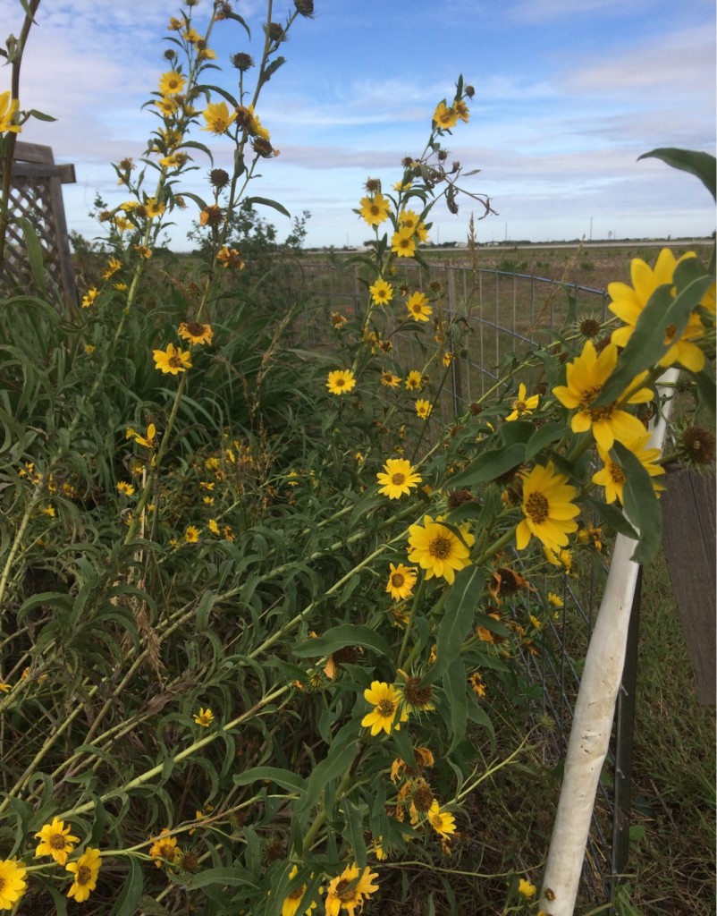 Garden Grants - Native Plant Society of Texas