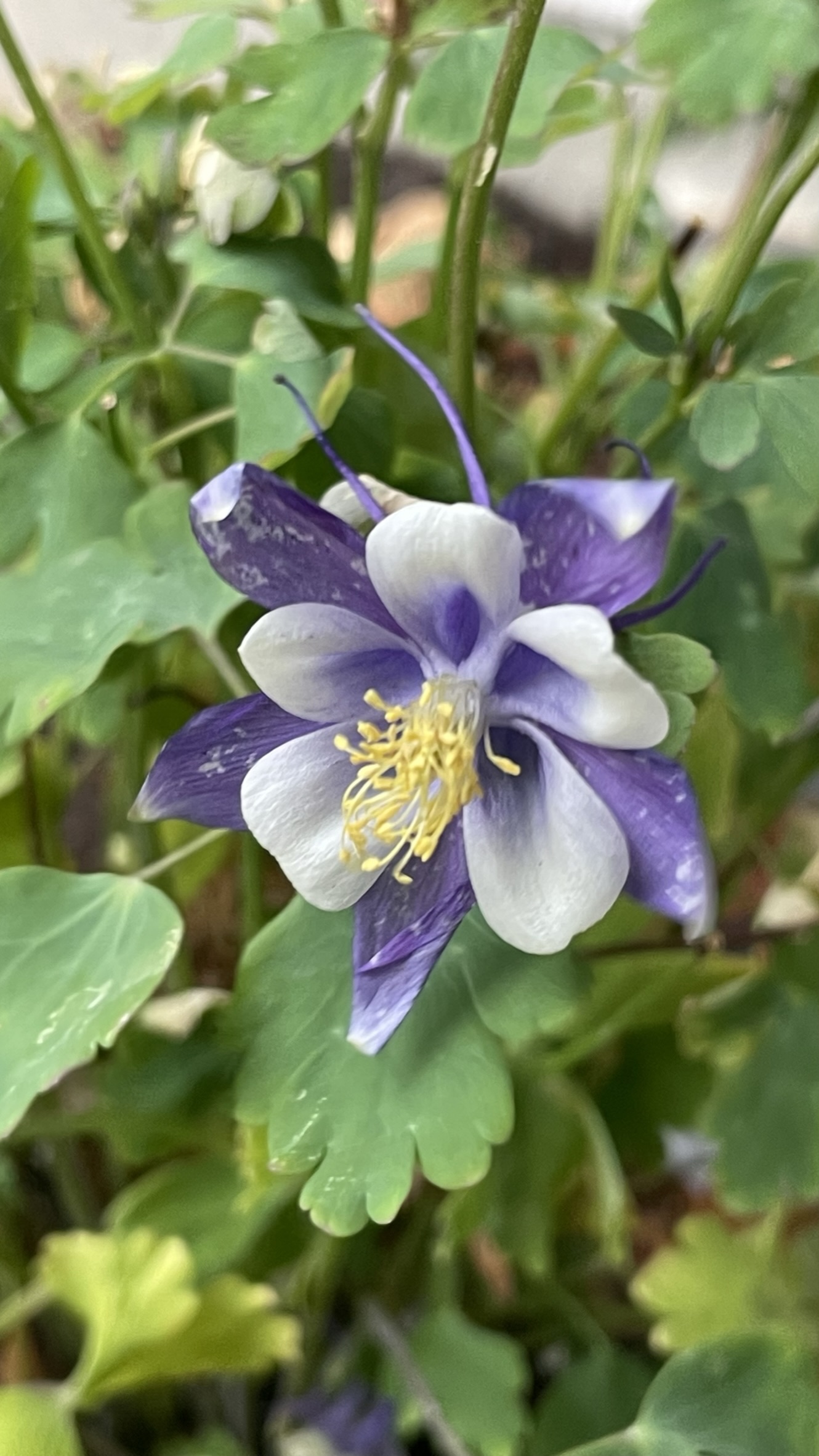 2023 Spring Photo Contest - Native Plant Society of Texas