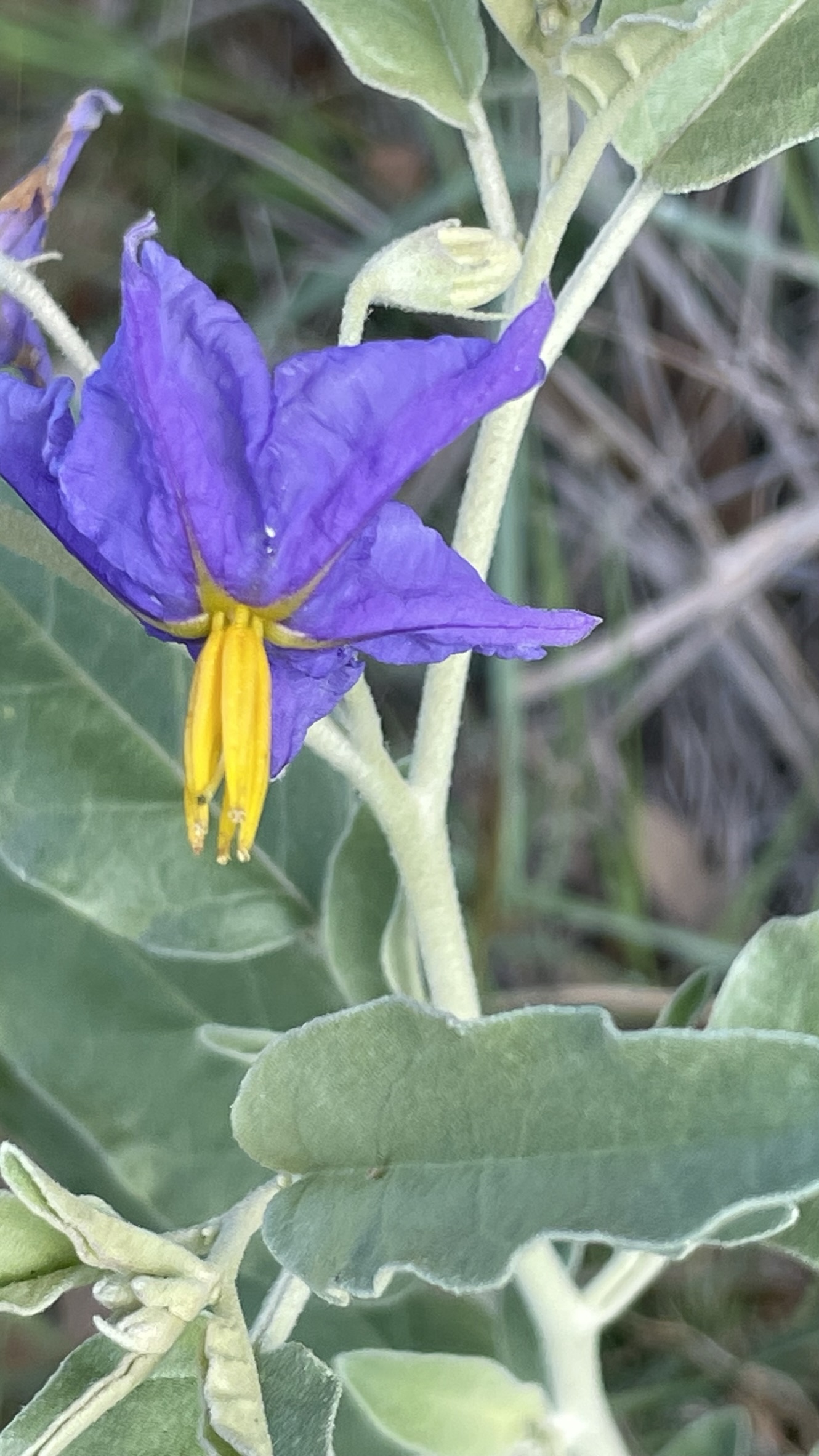 2023 Spring Photo Contest - Native Plant Society of Texas