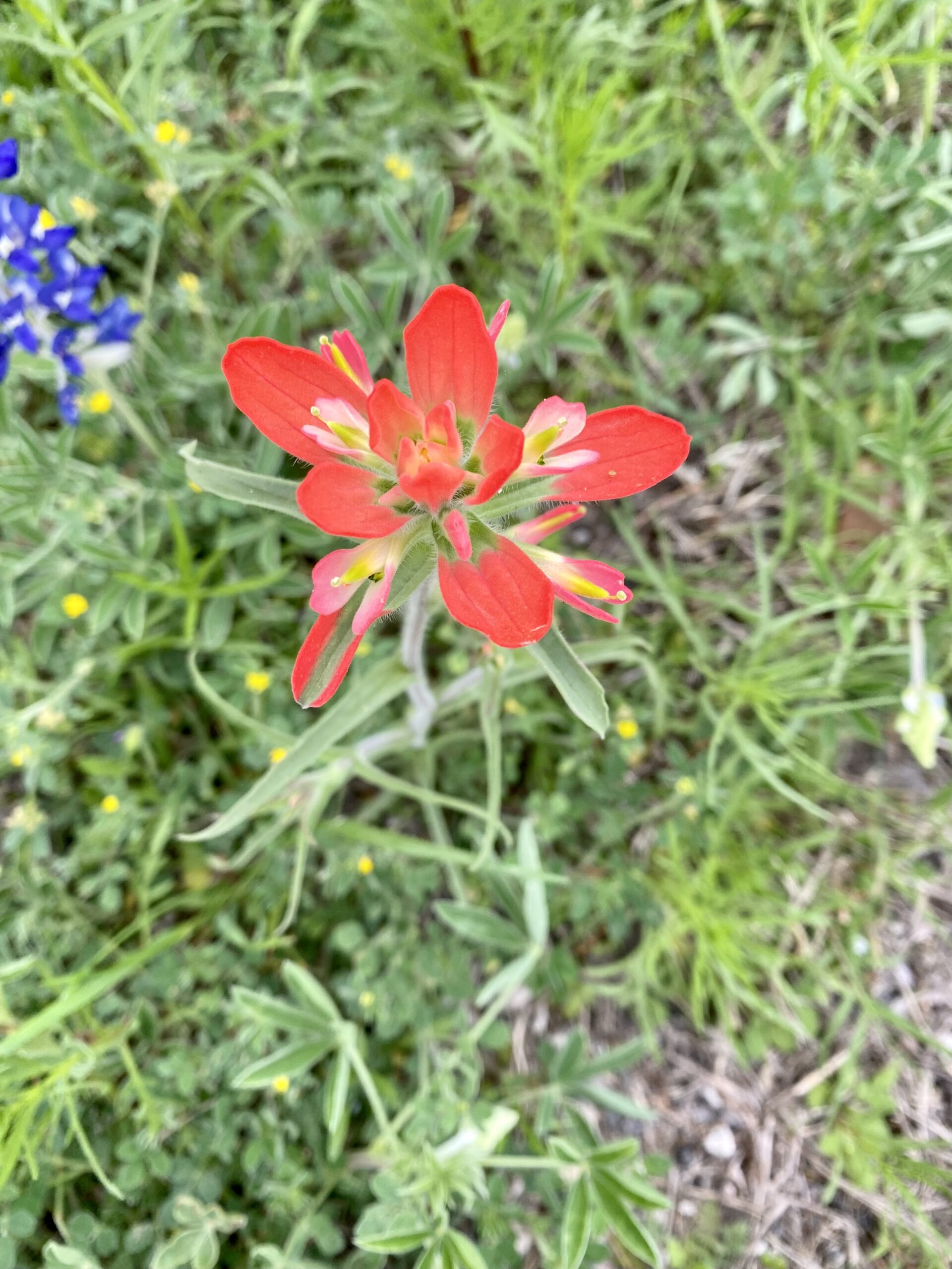 2023 Spring Photo Contest - Native Plant Society of Texas