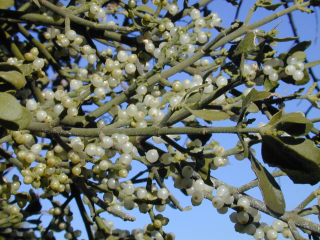 Mistletoe - Our Enigmatic Native Semi-Parasitic Shrub - Native Plant ...