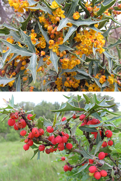 Agarita - NICE Plant of the Season - Native Plant Society of Texas