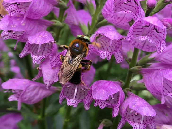 Texas Native Bee Co-op – Come for the Pictures, Stay for the ...