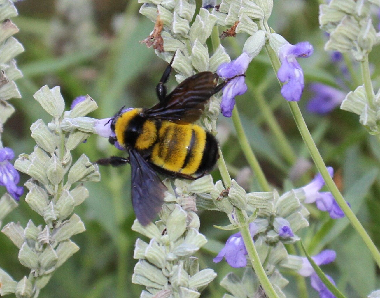 Texas Native Bees and their Native Plant Partners - Native Plant ...
