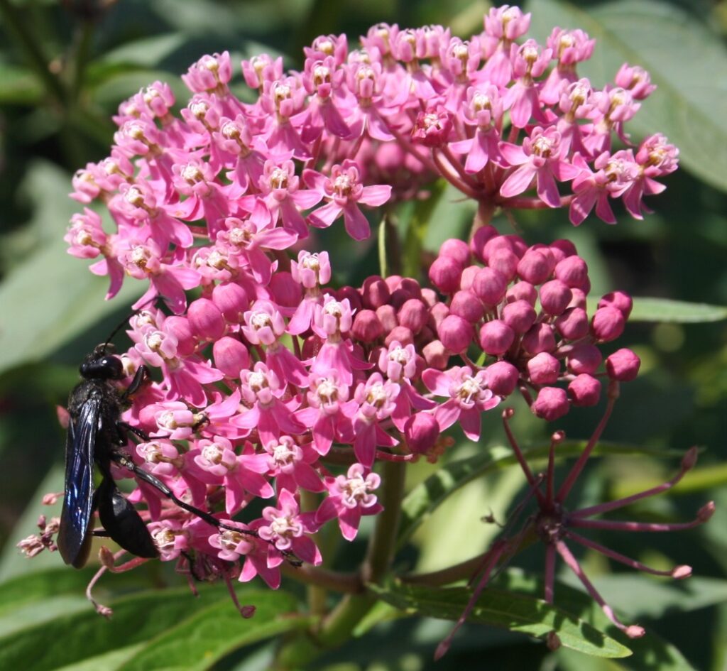 Wasps - An Under-appreciated Contributor to Native Plants - Native ...