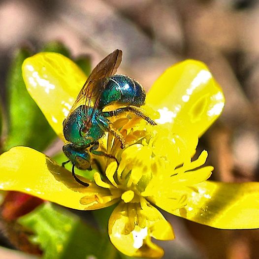 Texas Native Bee Co-op – Come for the Pictures, Stay for the ...