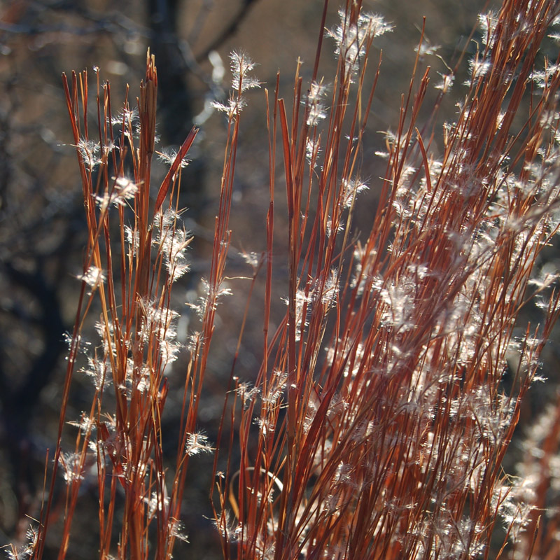 8 Native North Texas Grasses to Simplify Your Landscaping - Native ...