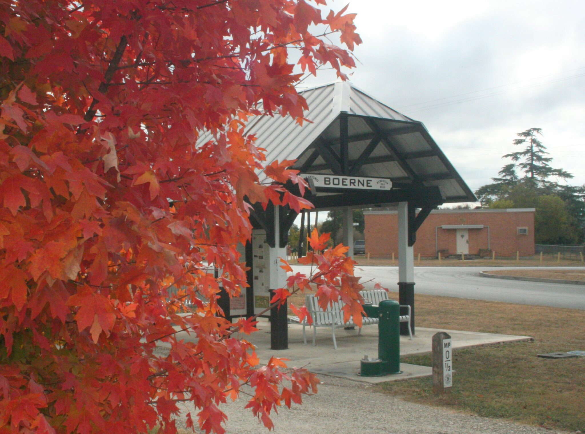 Maples for Boerne - Native Plant Society of Texas