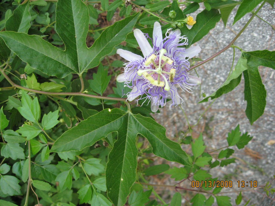 Passiflora incarnata - Native Plant Society of Texas
