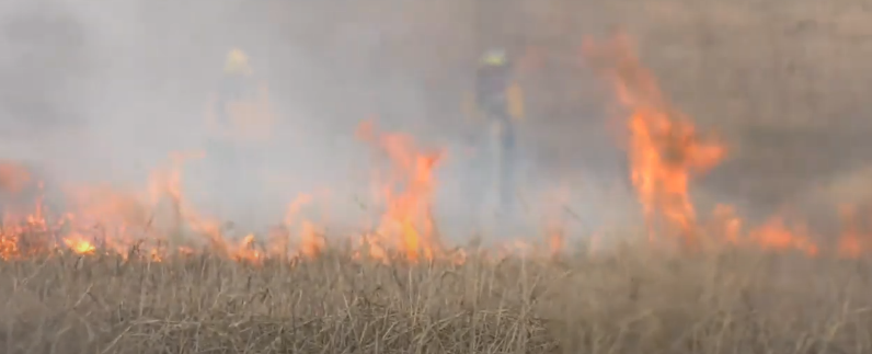 Preserving the Resilience of Native Prairies with Prescribed Burns ...