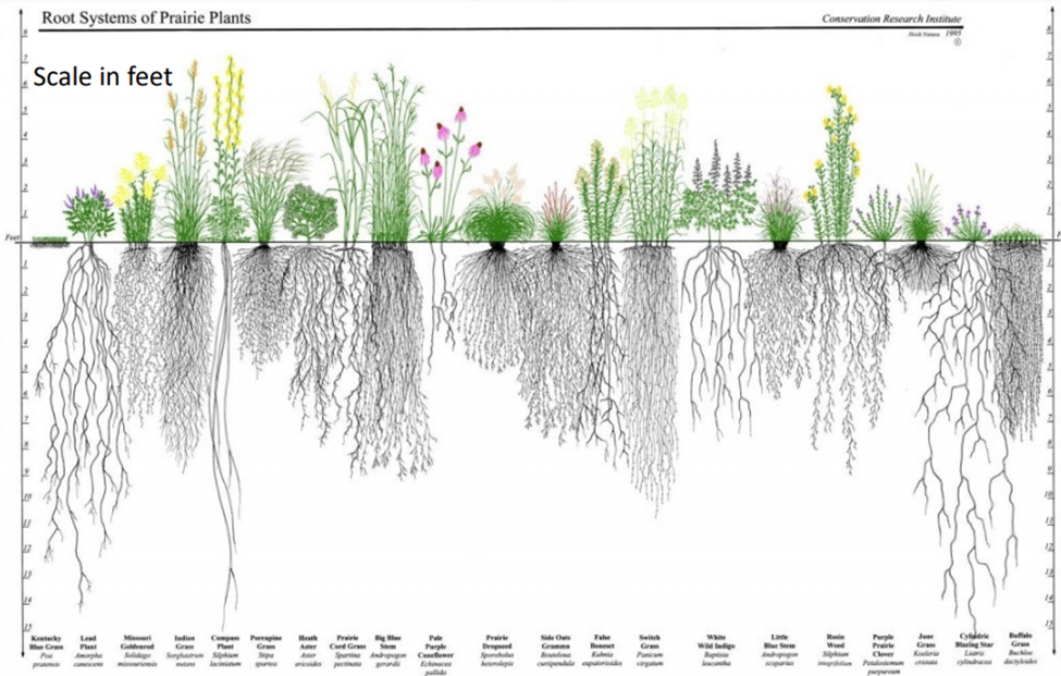 Top 10 Benefits of Using North Texas Native Plants - Native Plant ...