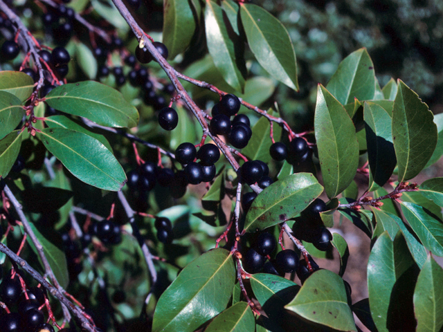 The Privet's Worst Nightmare - Carolina Cherry Laurel - Native Plant ...