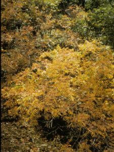 Top 7 North Texas Native Trees for Fall Colors - Native Plant Society ...