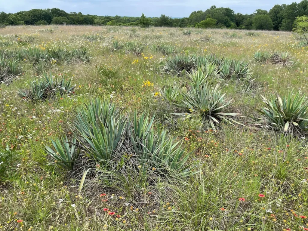 Fort Worth Nature Center & Refuge - Native Plant Society of Texas